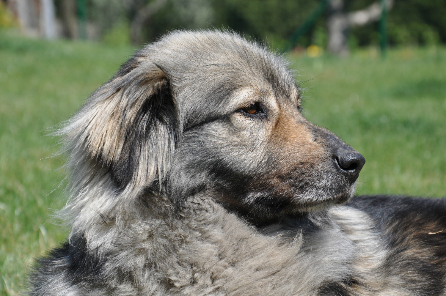 dog side stories: Kraski Ovcar / Karst Shepherd (Ποιμενικός Καρστ)