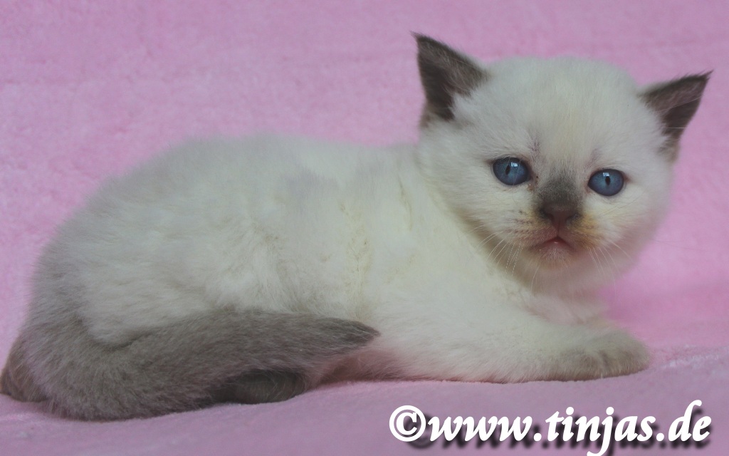 Britisch Kurzhaar (BKH) Kitten und Britisch Langhaar Katzenbabys ...