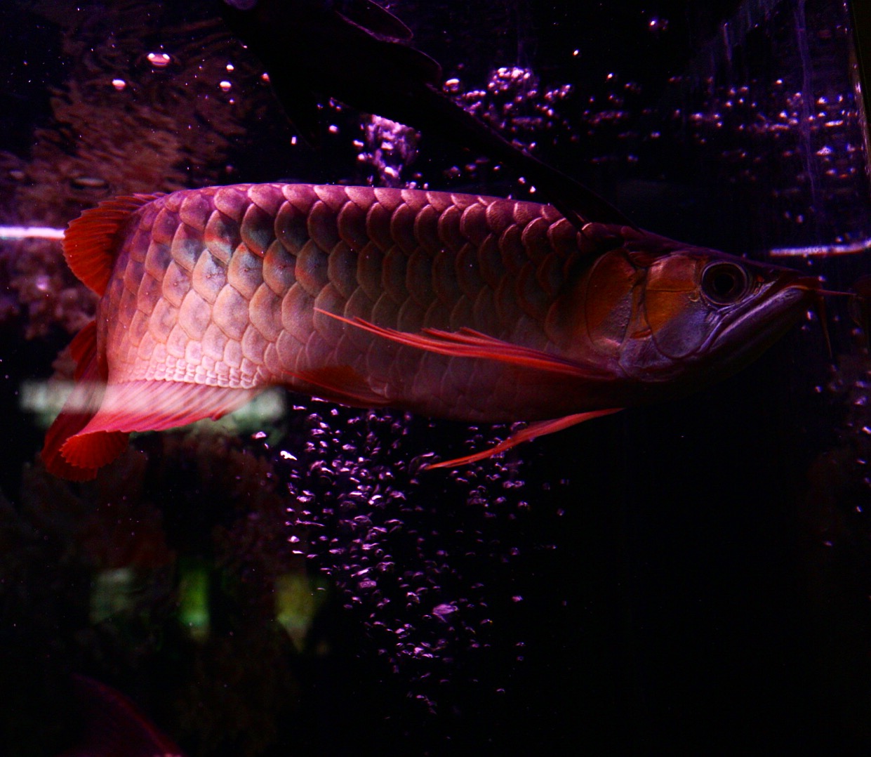 Arowana Of South East Asia (GSN Arowana Gallery) | Serama Negeri™