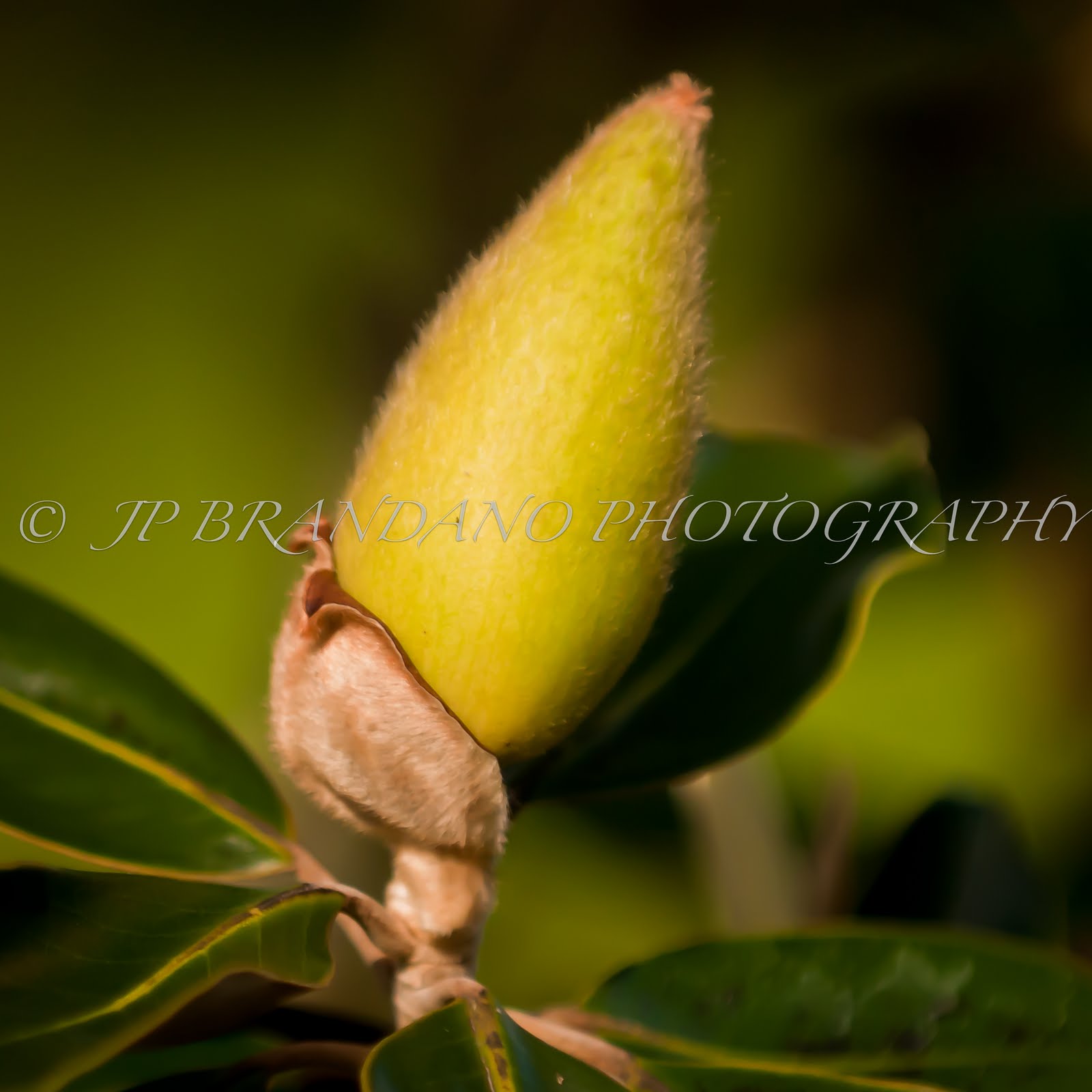 JP BRANDANO: FLORIDA'S FINE ART PHOTOGRAPHERS: THE LIFE CYCLE OF A ...