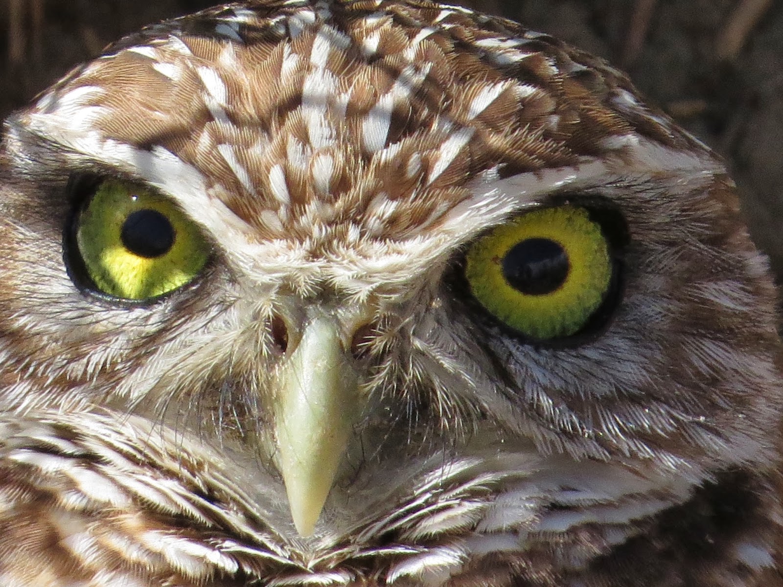Joan and Dan's Birding Blog: Florida Burrowing Owl