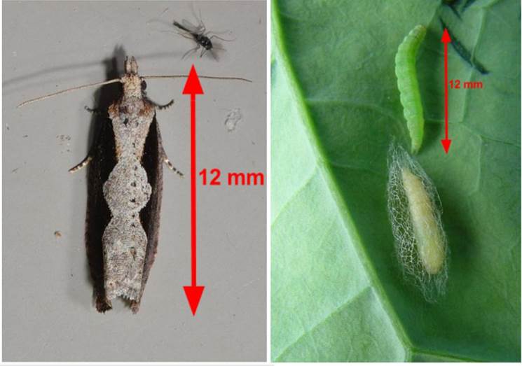 Insect Pest Management Program: Diamondback moth monitoring