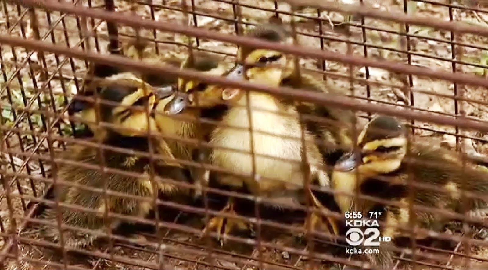 Four legged friends (and enemies): Ducklings Rescued From Sewer Grate ...