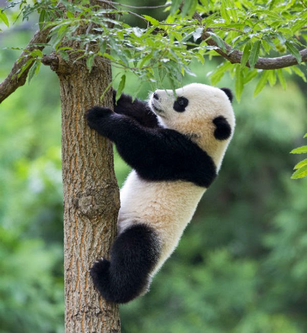 Poze Bao Bao , ursul panda de la Gradina Zoologica din Washington - Inedit