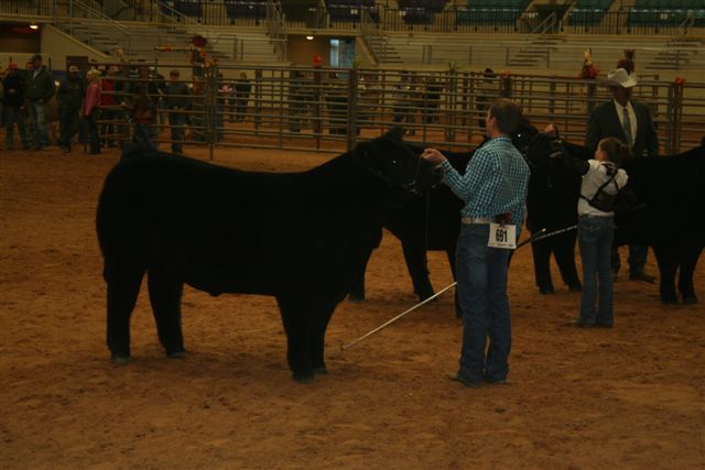 Austin Cattle Company: I have a few 1300+ fat steers ready to show, for ...