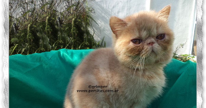 Gatos Persas, Exoticos e Himalayas Grimper: Macho exotico color Cream ...