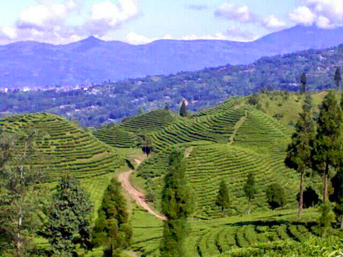 सम्पूर्ण अगन्तुक हरुलाई ईलाम जिल्ला हार्दिक स्वागत गर्दछ : Panitar Tea ...