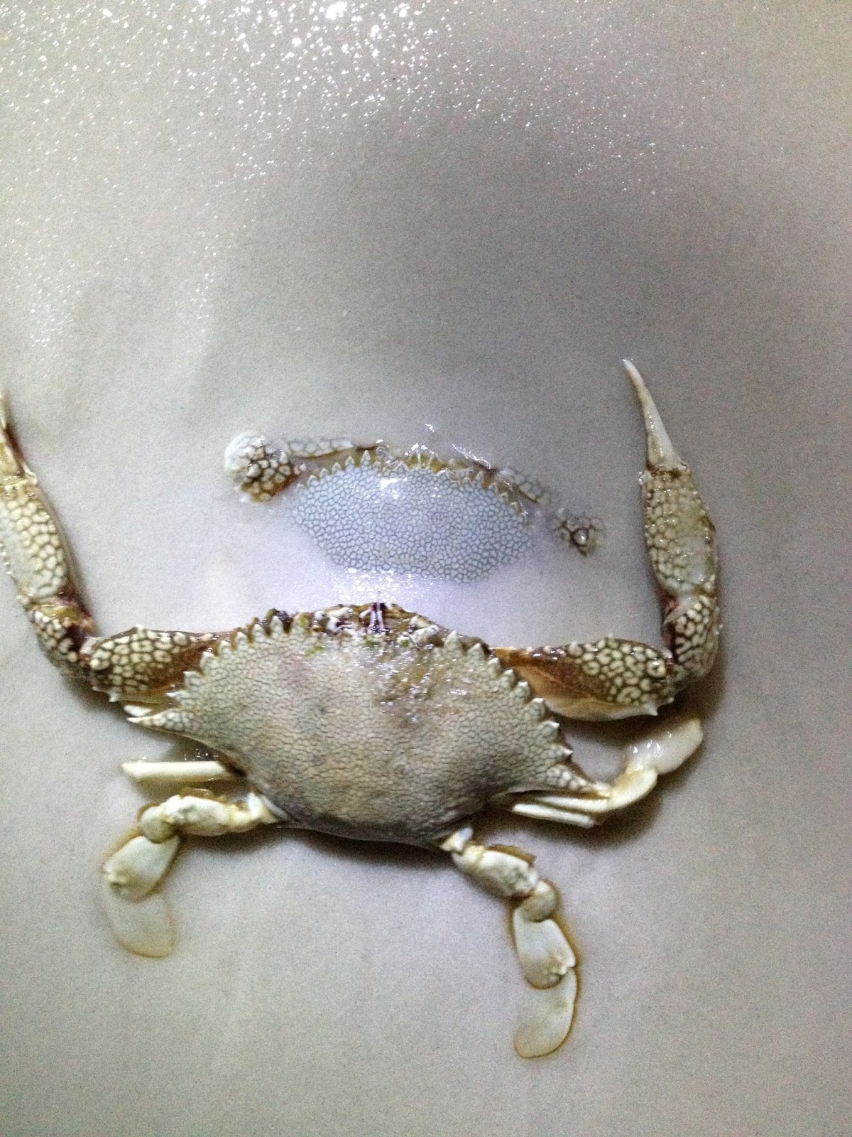 Zion Dreamer Crab Sex