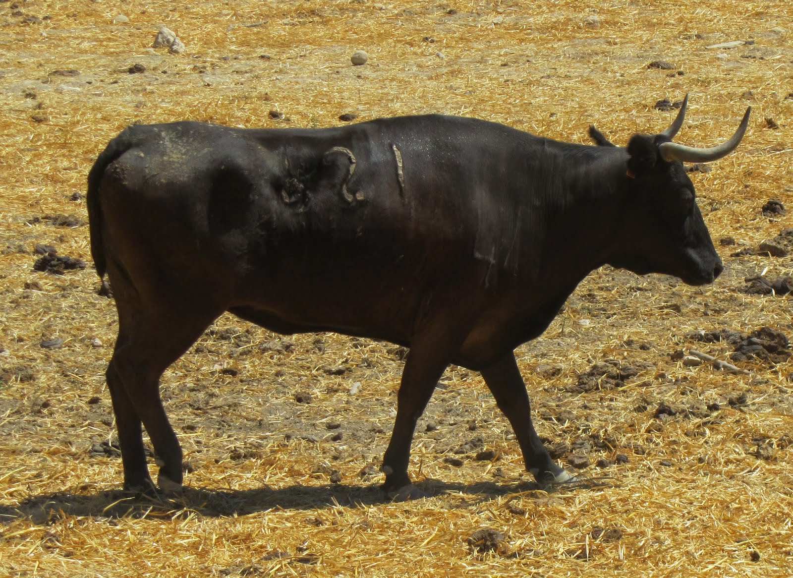 ASOCIACIÓN CULTURAL- TAURINA "PEÑA LA VACA" - GÉNAVE: VACAS DE LA PEÑA ...