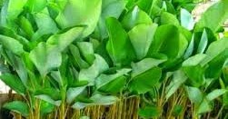 pohon kalatea|bibit pohon kalatea|tanaman hias|tanaman pisang-pisang ...