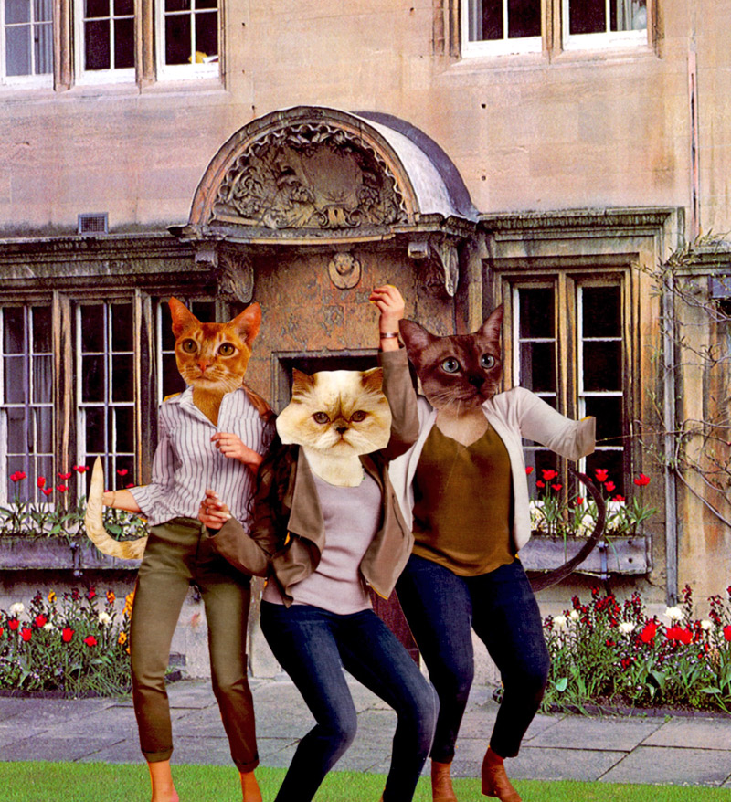 When cats go to college #6 -- cats at play, cats at work, cats on ...