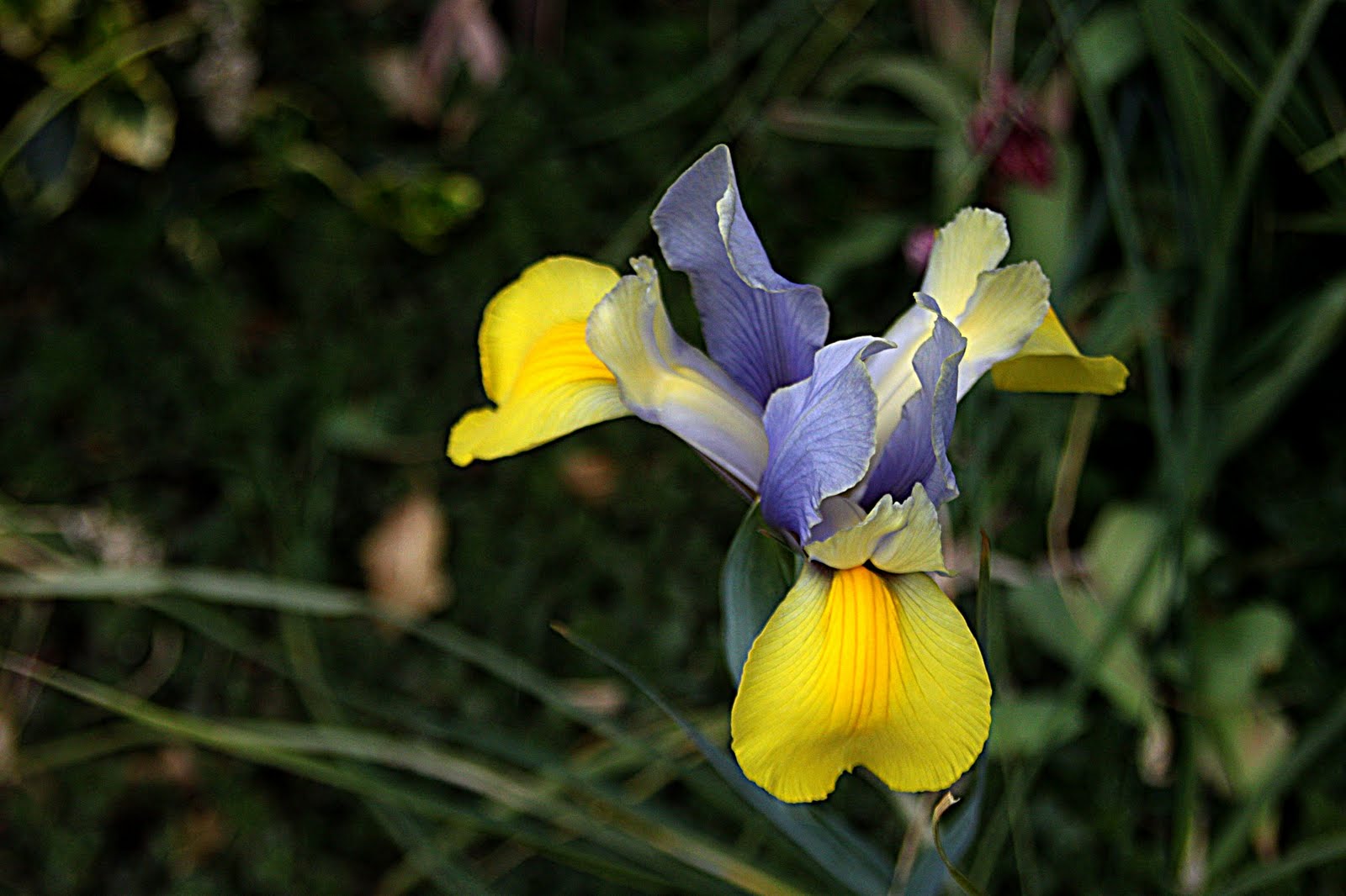 Trev's photo blog: For the love of Iris and other flowers