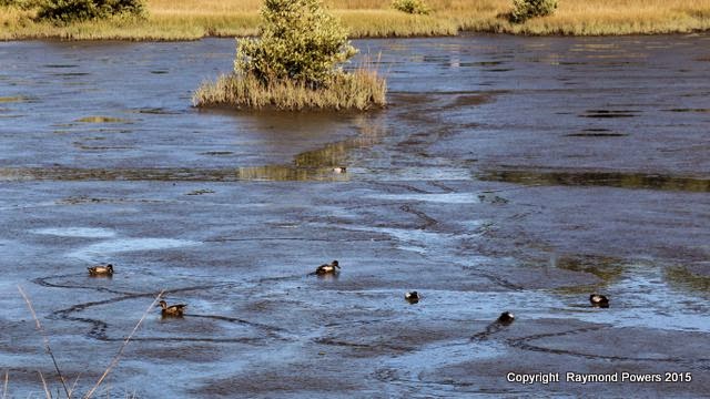 PURE FLORIDA: Muddle Mucks: Scaup Mud Patrol