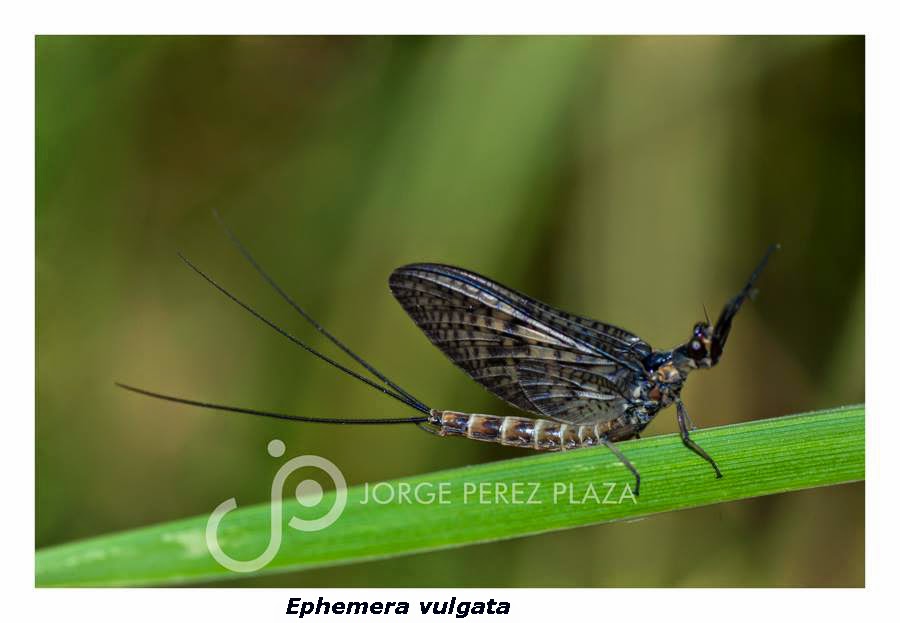 El Gallipato Alcublano: Efimeras, Ninfas o Nayades