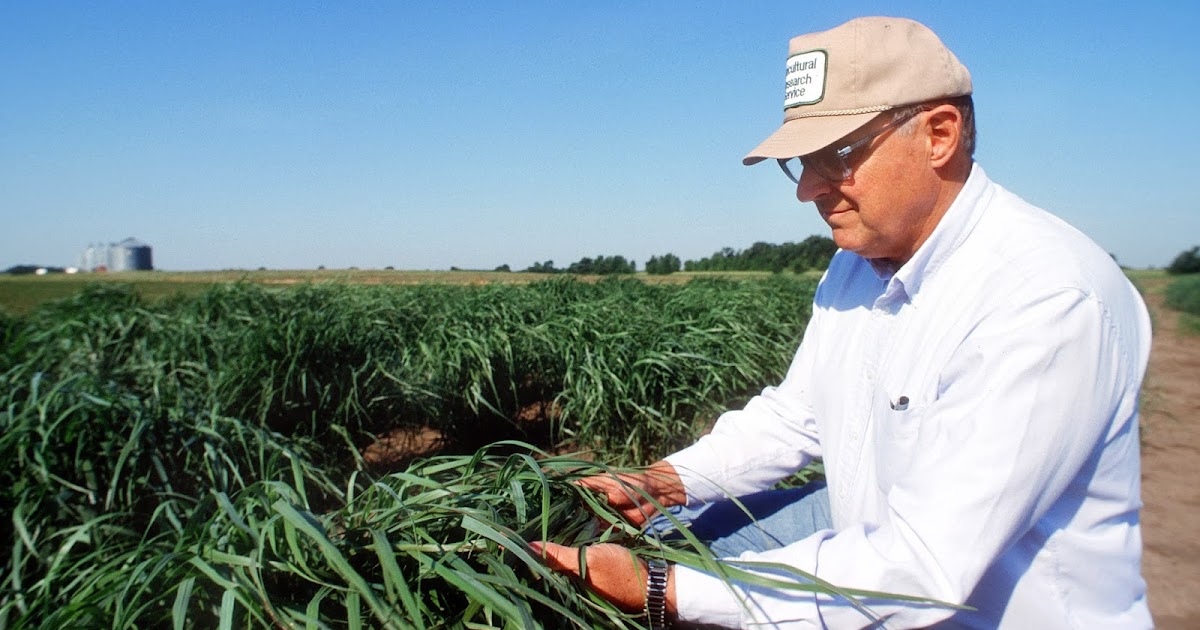 Blades Newsletter: Cenusa Bioenergy: Switchgrass Expert and Pioneer ...