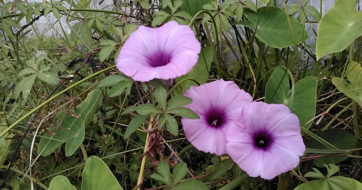 INILAH TANAMAN BUNGA LIAR JALANAN YANG TERLIHAT MENAWAN DI TAMAN ...