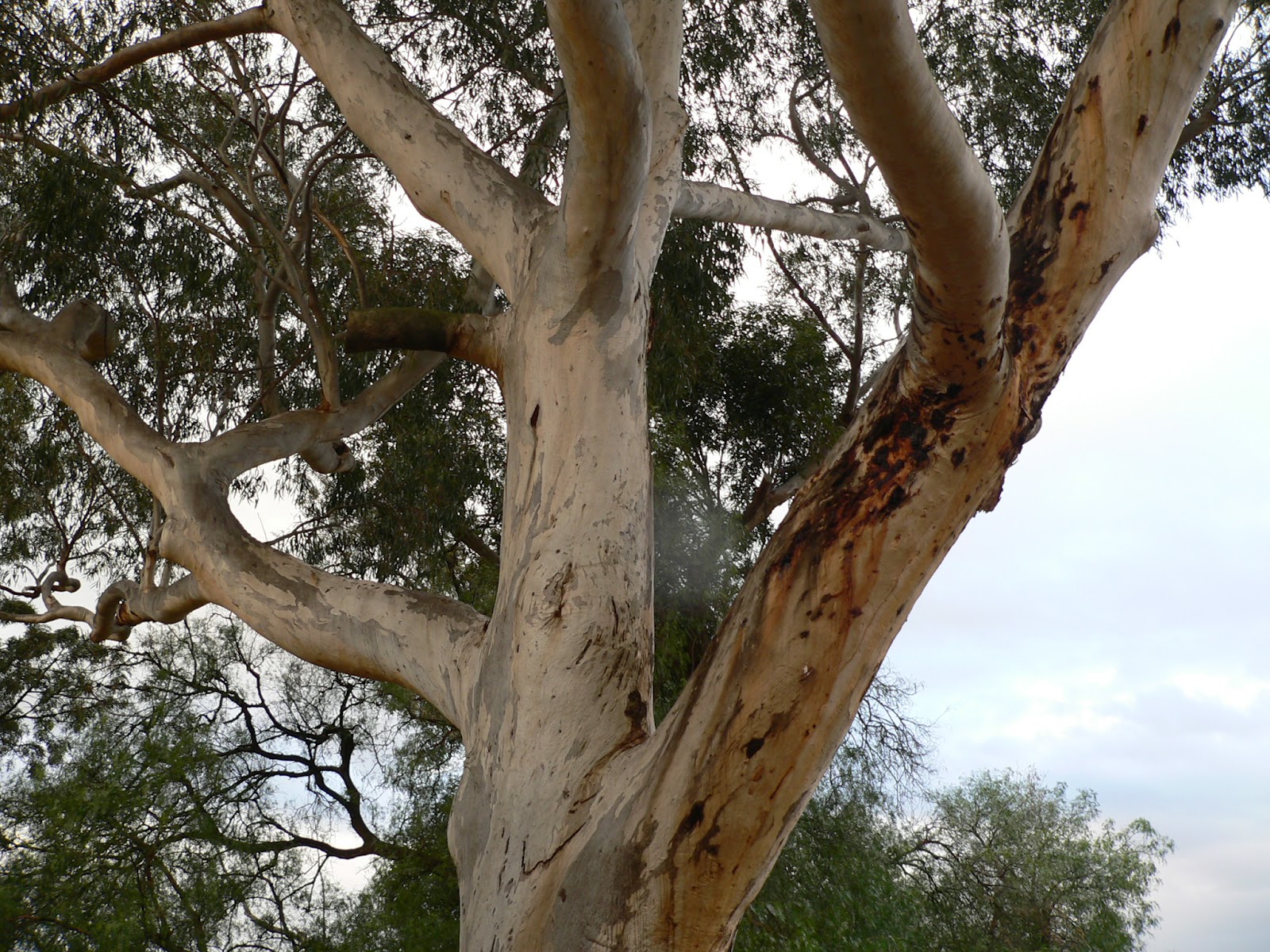 Aggregata Plants & Gardens: National Trust Trees in Fairfield
