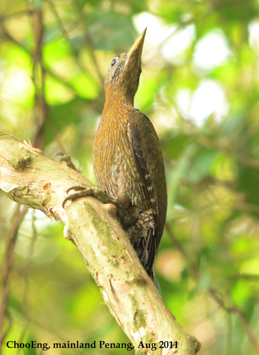 Woodpeckers of the World: Picid In Focus: Streak-breasted Woodpecker ...