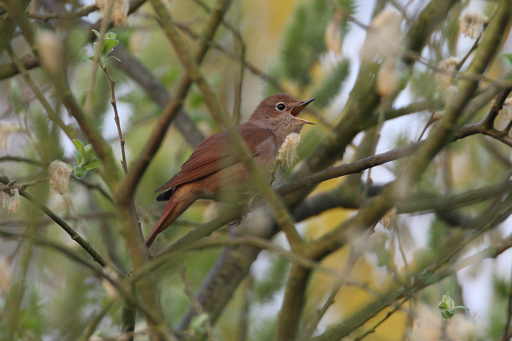 nightingale bird flying
