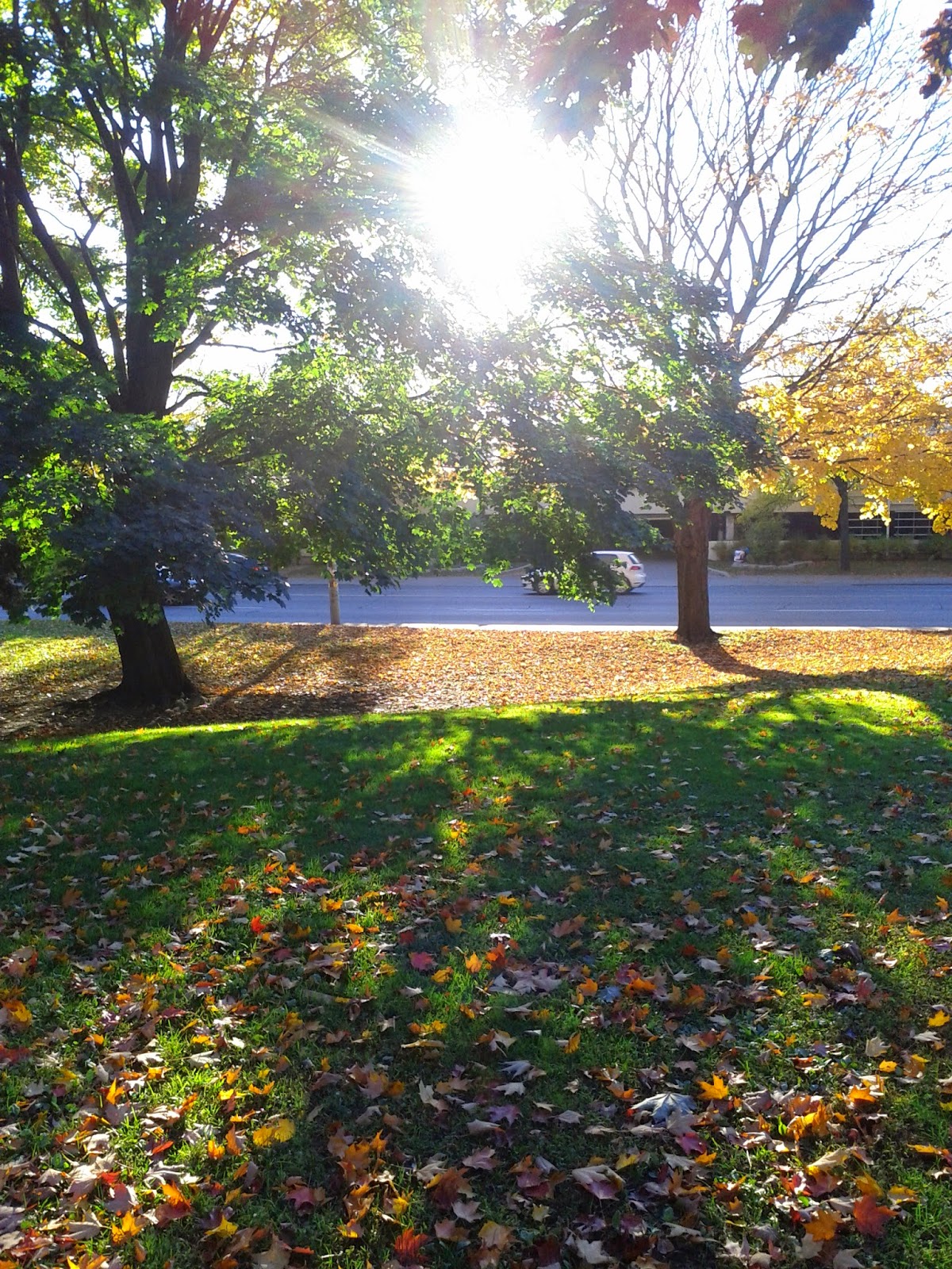 Toronto things: Dufferin Grove Park pictures of leaves changing, trees ...