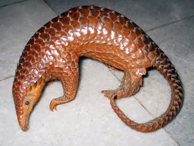 Binatang Zaman Purba Yang Masih Hidup Sampai Saat Ini | YobertParai Blog