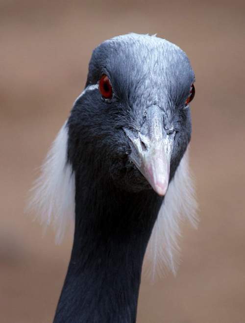 Demoiselle crane | Birds of India | Bird World