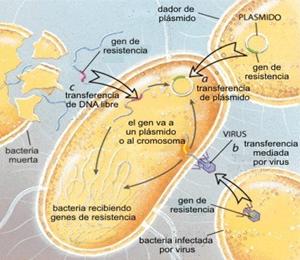 Arcelia, Gro.) Galindez: 9.1 MECANISMOS DE TRANSFERENCIA NATURAL
