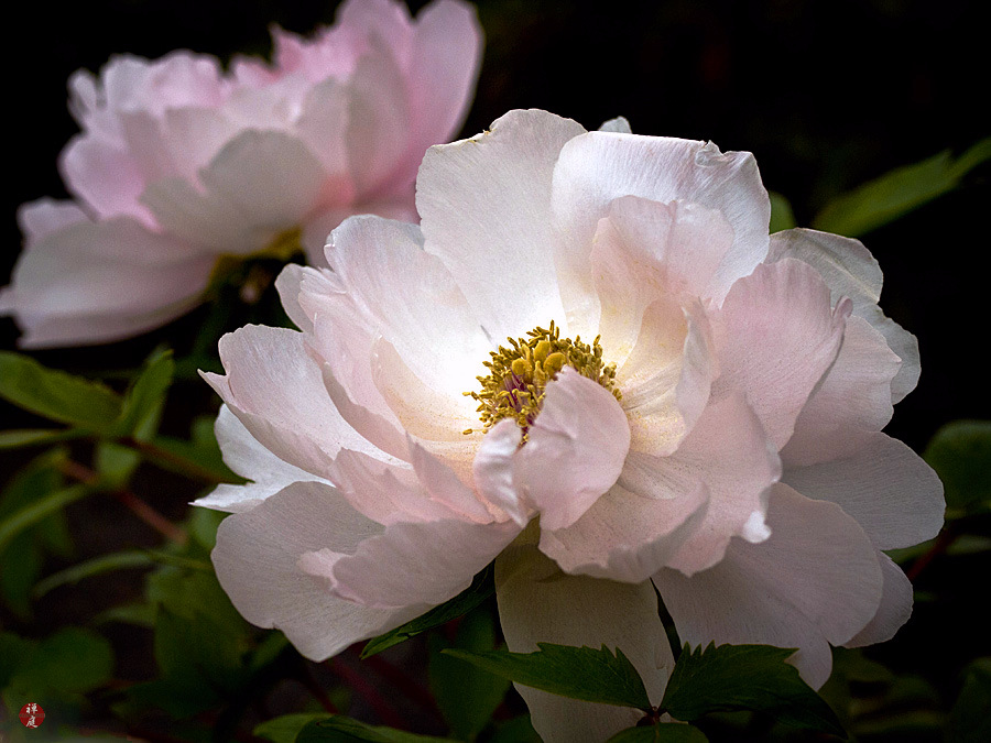 FROM THE GARDEN OF ZEN: Winter-peony flowers in Tsurugaoka-hachimangu
