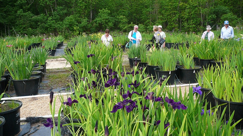 World of Irises: LA Irises Grow Well with Other Plants