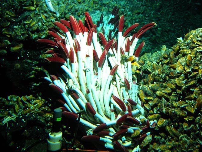 Siboglinidae - Alchetron, The Free Social Encyclopedia