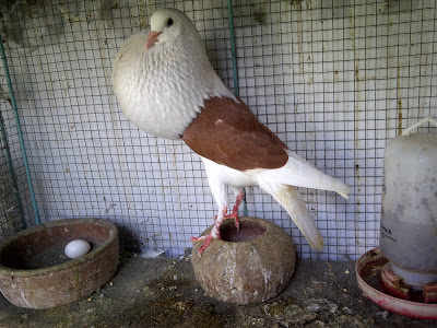 jenis jenis merpati hias yang sudah ada di indonesia | Pawiro Bird Farm ...