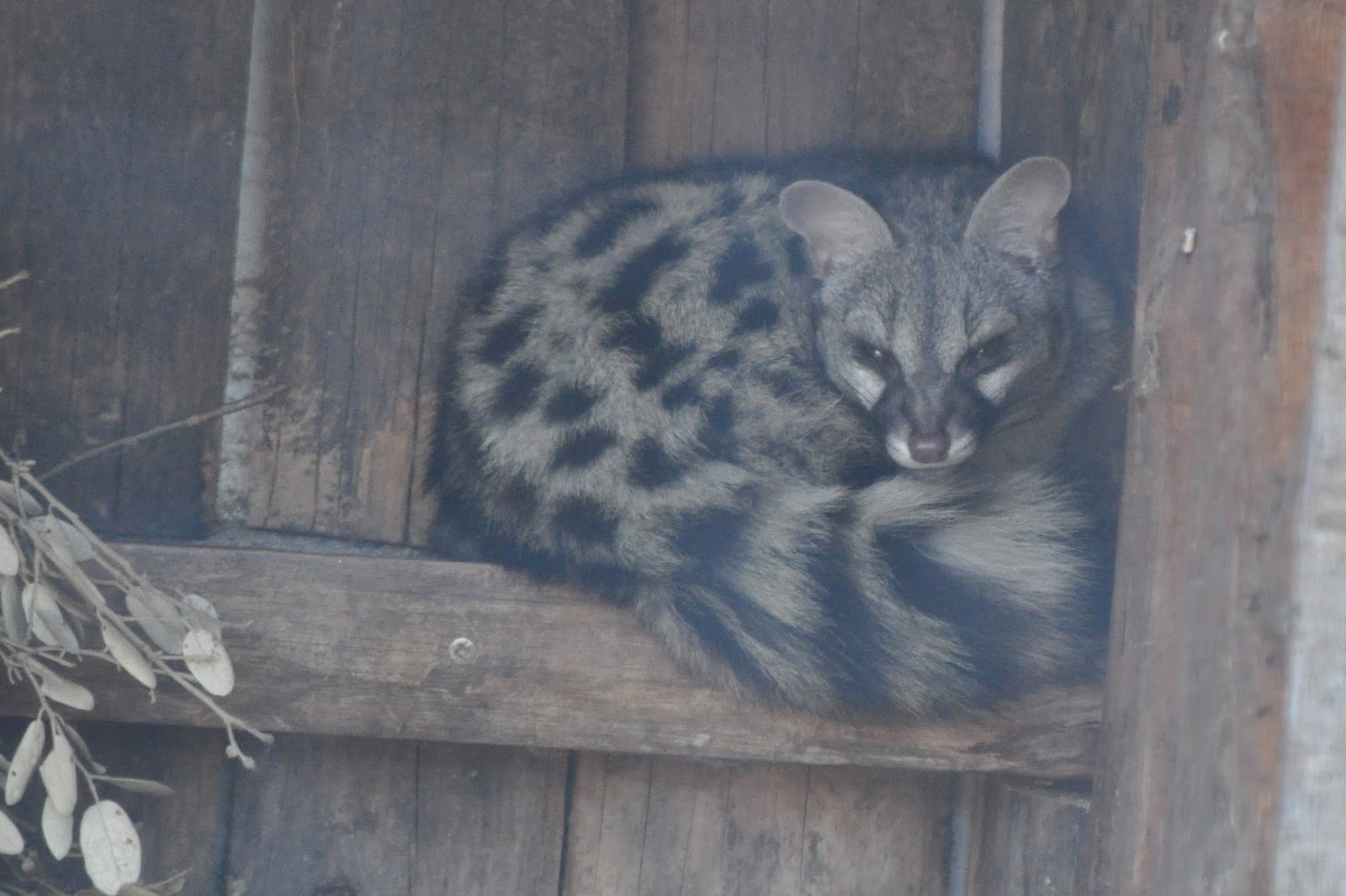ZOOTOGRAFIANDO (6.100 ANIMALS): JINETA COMÚN / COMMON GENET (Genetta ...