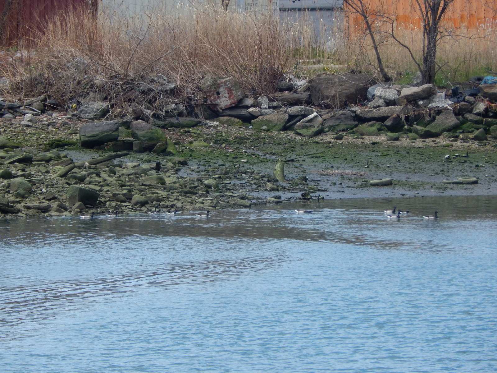 Earth on the Wing: Birding the Bronx River along Soundview Park
