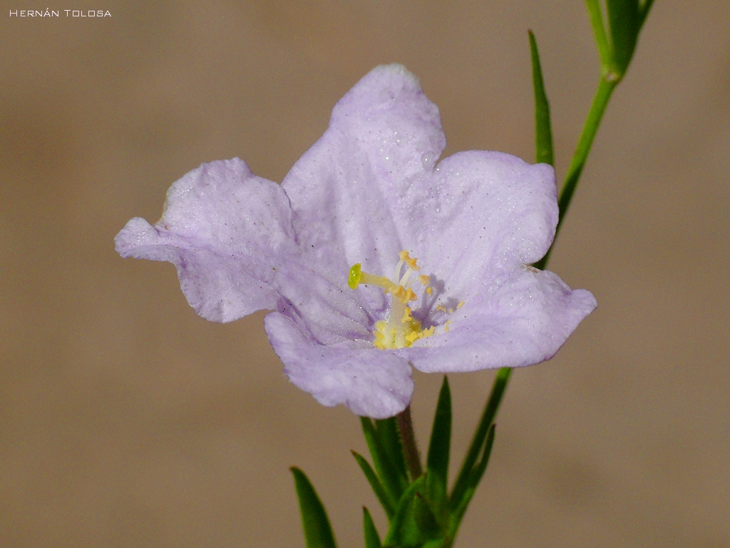 Flora Bonaerense: Chuscho (Nierembergia rivularis)