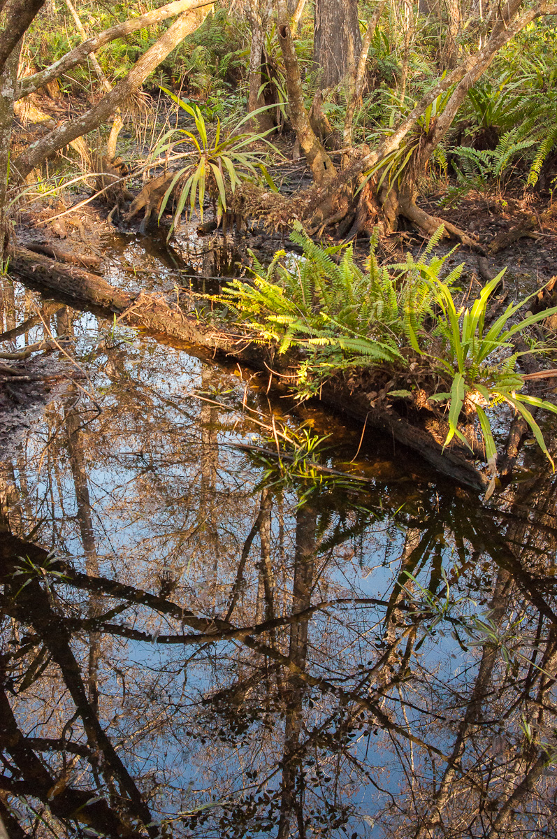 A Tree Falling: Corkscrew Swamp Sanctuary