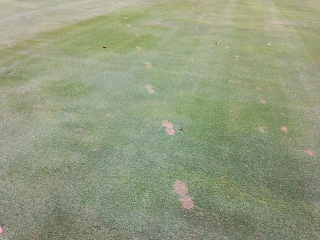 Highlands Country Club Agronomy: Frost damage