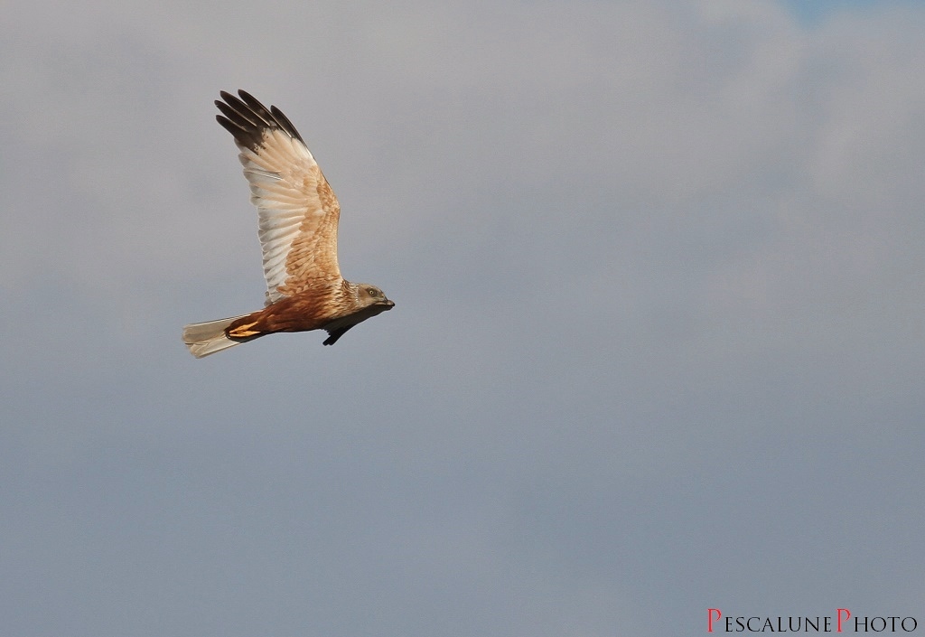 Pescalune Photo: Busard des roseaux (Circus aeruginosus), Western Marsh ...