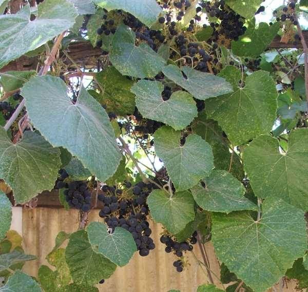 Trees Planet: Vitis girdiana - Desert Wild Grape
