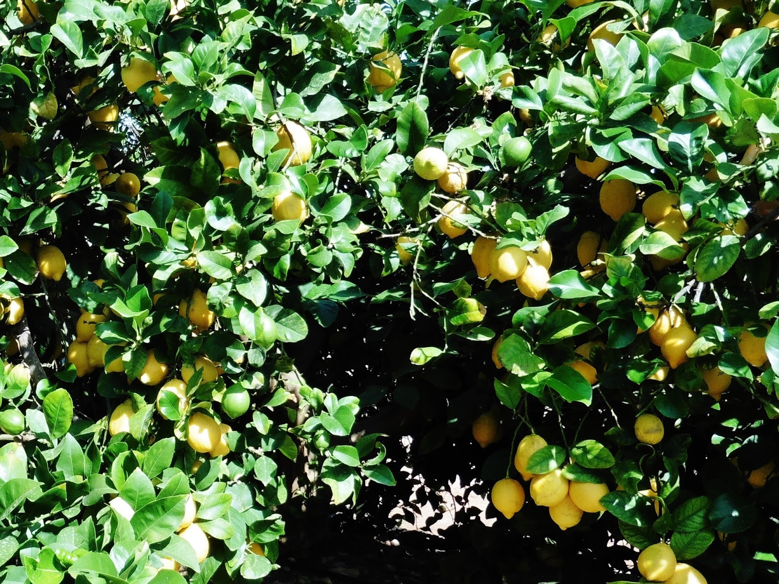 VITO VITELLI agronomo: LIMONE “VERNA” (Citrus limon). IL LIMONE DELL'ESTATE