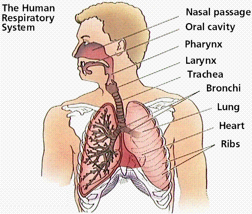 ENFERMERÍA - NURSING: THE RESPIRATORY SYSTEM