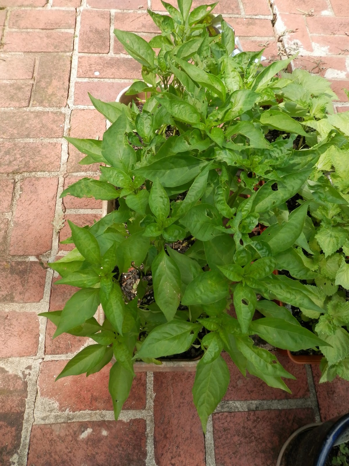 Dosanko in the South: Shiso and Shishito Plants