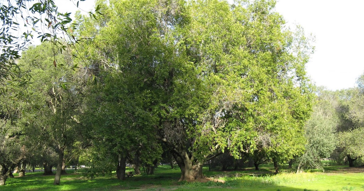 Trees of Santa Cruz County: Umbellularia californica - California Bay ...