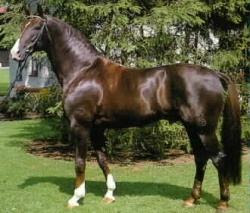 Los Caballos: Pelajes: Zaino