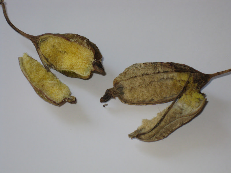 Robin's Double Life: Helena Heritage Olives, Oolines and Orchids