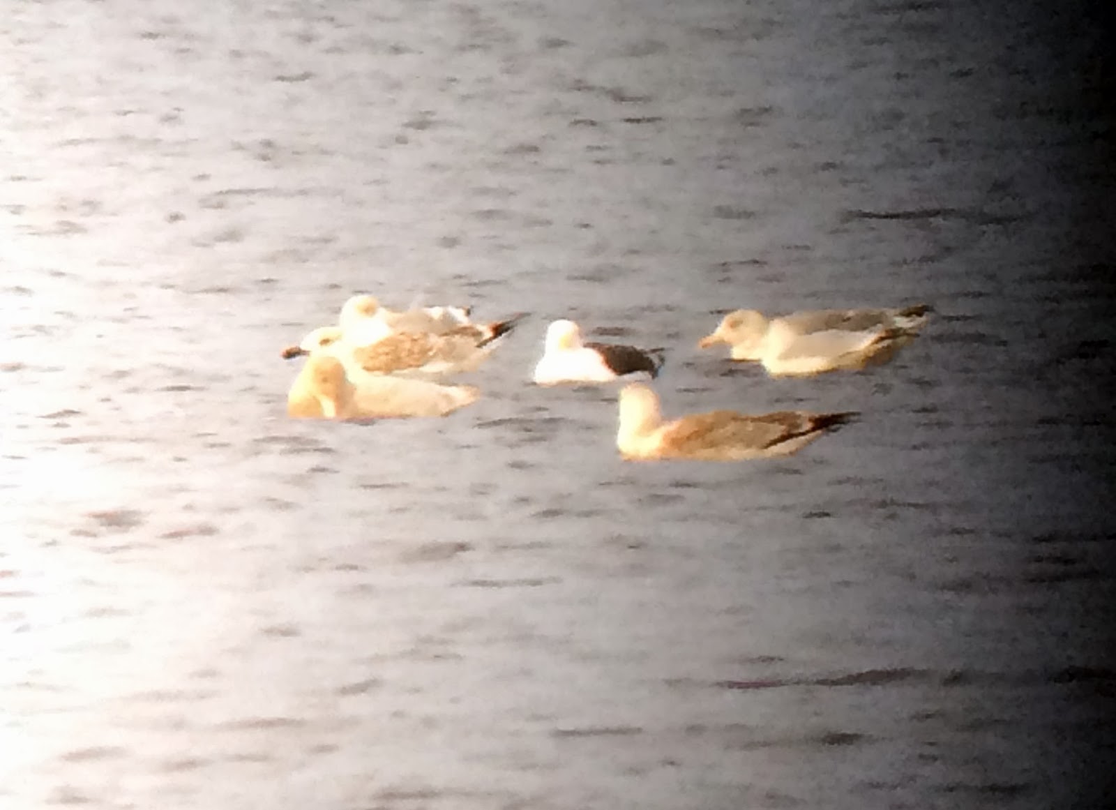 Unseen Birding: Chasewater Gull Roost