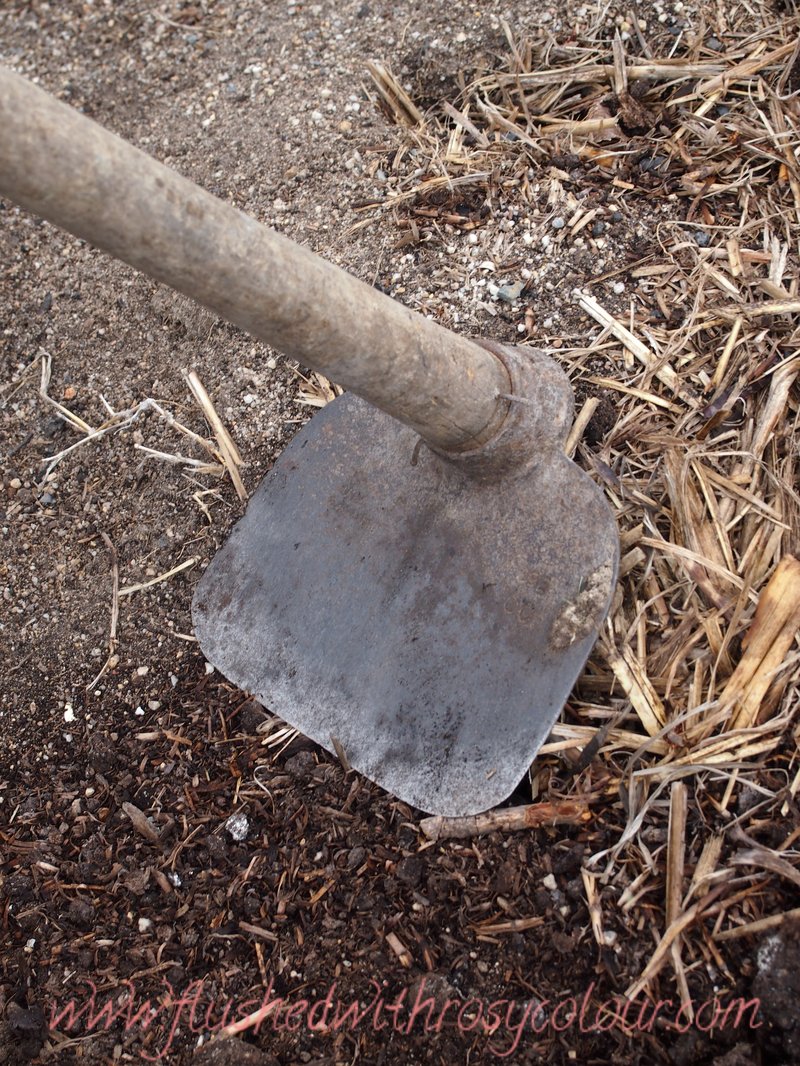 Flushed with Rosy Colour: November 2012