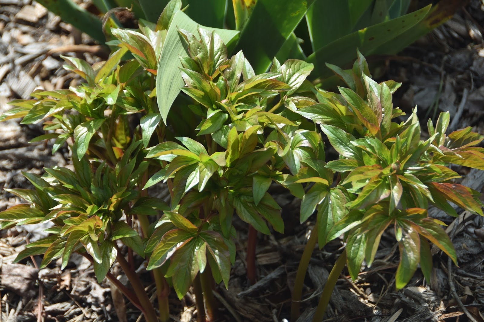 Southern Peony: 2018 Peony New Growth Foliage Colors