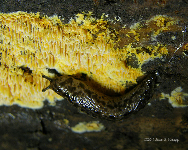 Anybody Seen My Focus?: Orange Sponge Polypore (Pycnoporellus alboluteus)?