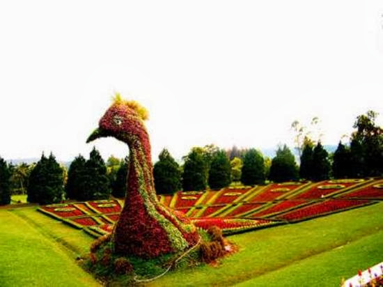 Keindahan taman bunga nusantara cibodas - Dungni