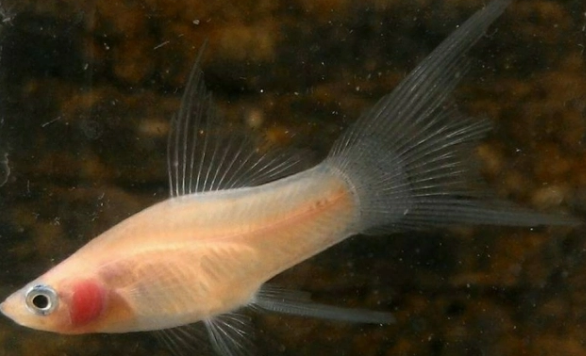 JENIS IKAN PEDANG ( SWORDFISH )